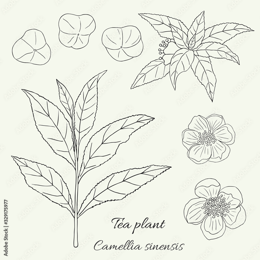 Tea Plant Drawing