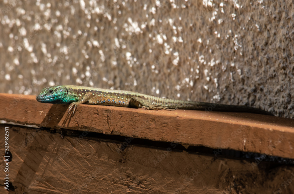 Snake eyed lizard (Ophisops elegans) sunbathing on a wooden garden ...