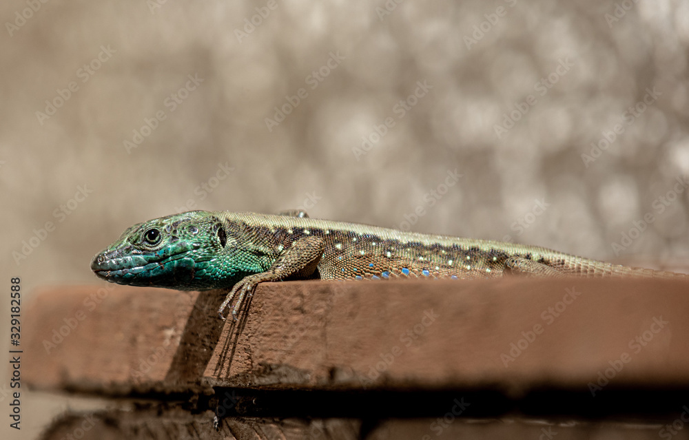 Snake eyed lizard (Ophisops elegans) sunbathing on a wooden garden ...