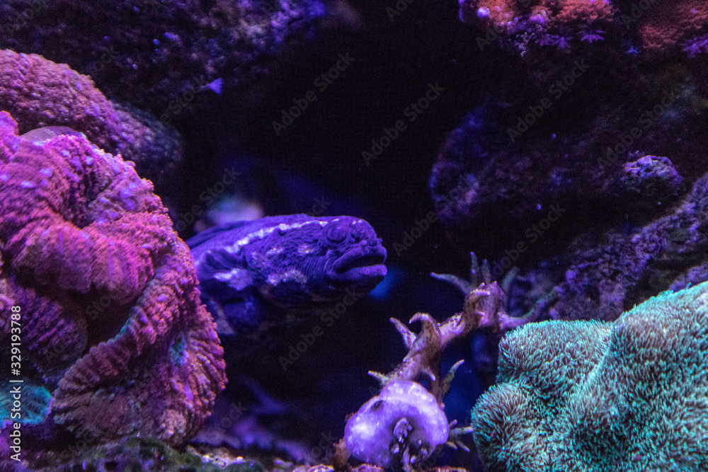 Convict blenny fish Pholidichthys leucotaenia Stock Photo | Adobe Stock