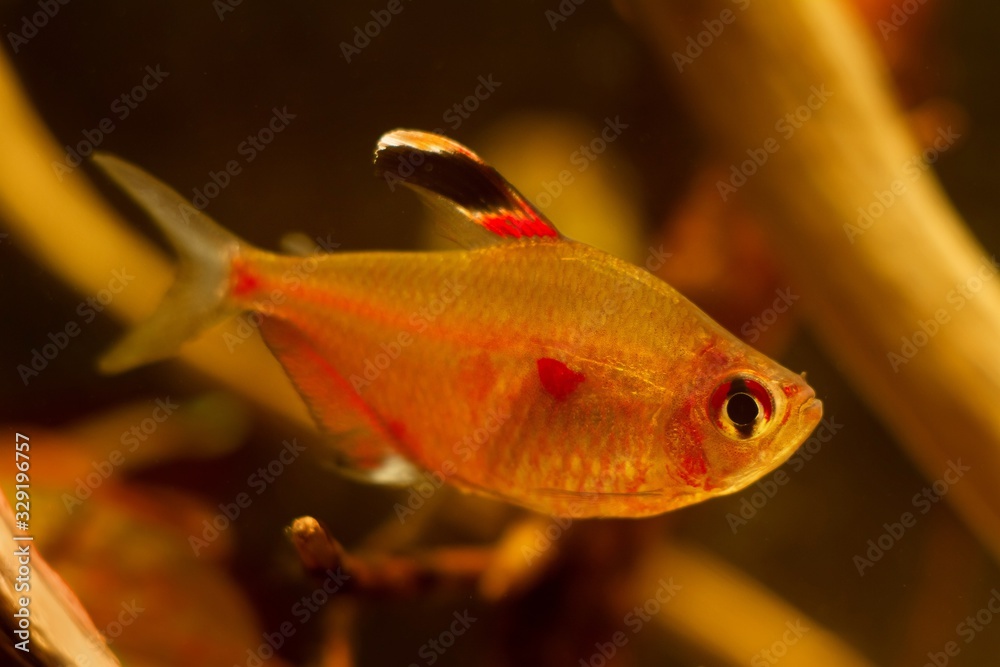 Fotografia do Stock: active male of bleeding heart tetra shows its ...