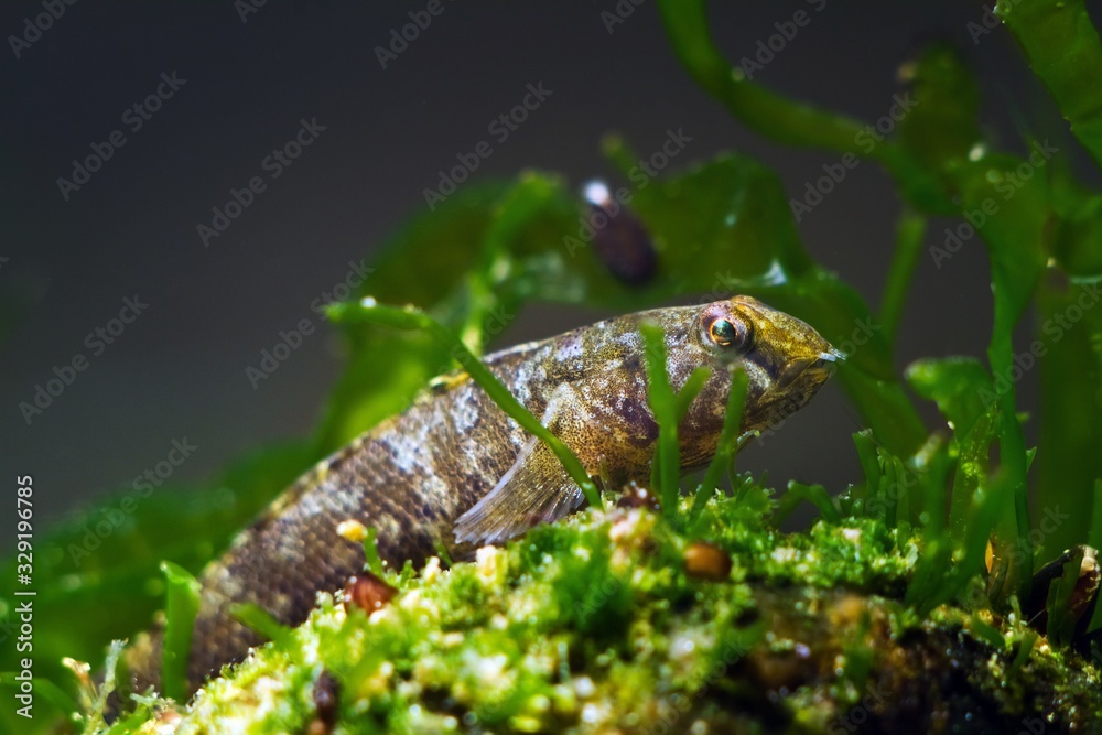 tubenose goby, timid, careful gobiid fish, dwarf wide-spread saltwater ...