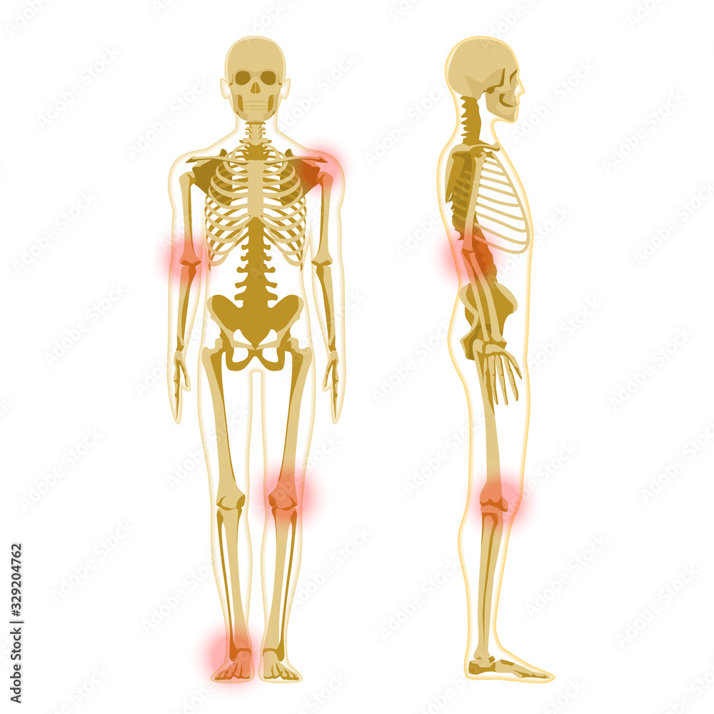 Vetor do Stock: Human skeleton in front and profile isolated on white ...