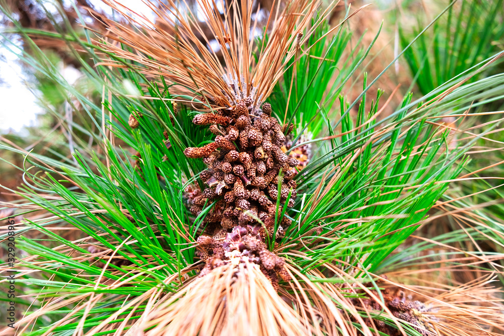 Fully open male cones and needles of a pine tree (Pinus roxburghii ...