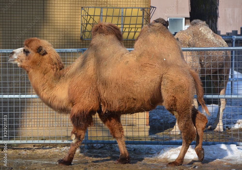Fotka „Camel is an ungulate within the genus Camelus, bearing ...
