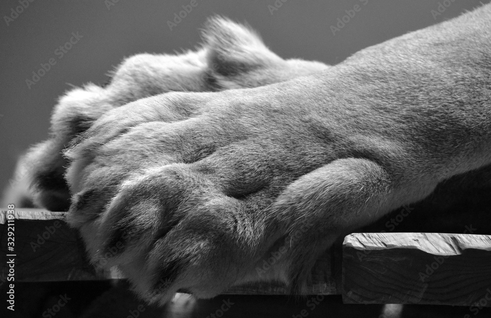 Front Feet of Male lion: Highly distinctive, the male lion is easily ...