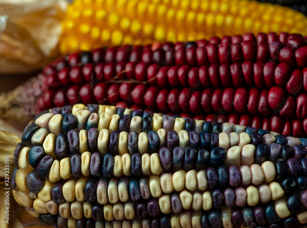 elotes maiz choclo mazorca Stock Photo | Adobe Stock