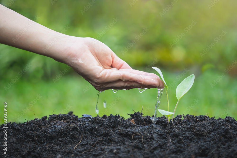 Farmer's hand watering a young plant. Seedling are growing in the soil ...