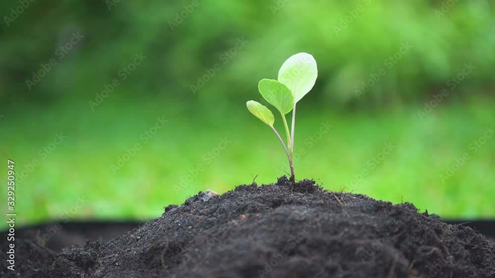 Farmer's hand watering a young plant. Seedling are growing in the soil ...