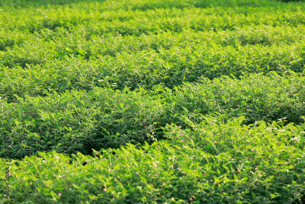 Fresh Green Chickpeas field , Chick peas also known as harbara or ...