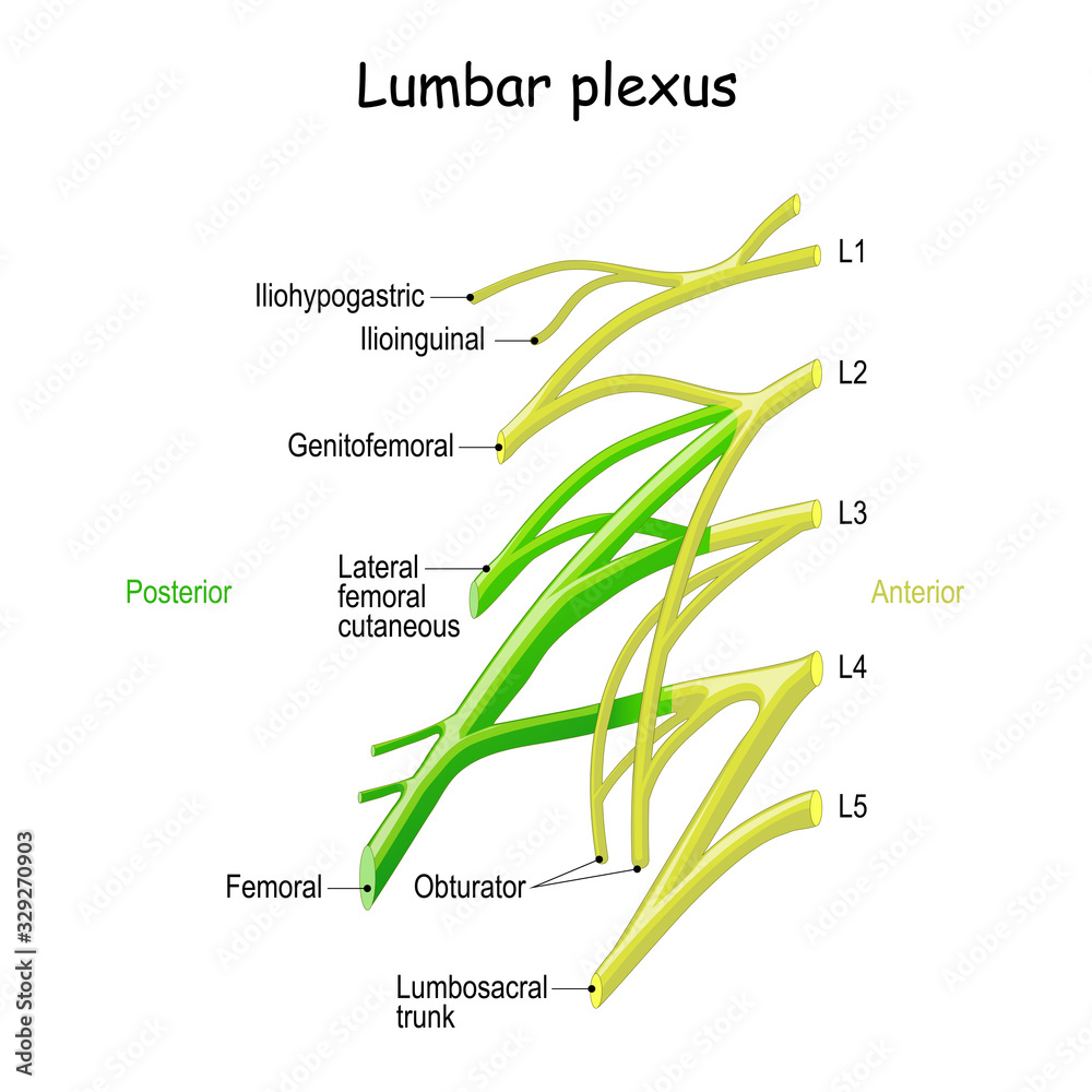 Vetor de lumbar plexus. Clinical Anatomy of Spinal Nerves. do Stock | Adobe Stock