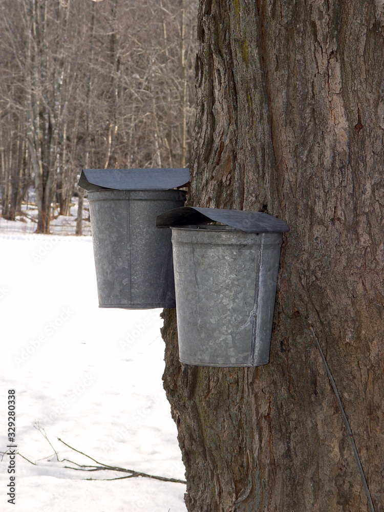 sap bucket on a maple tree in Vermont Stock Photo | Adobe Stock