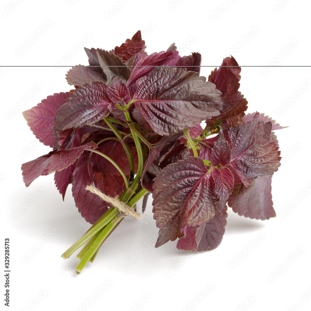 The purple Perilla leaves, also known as Green Shiso, Oba leaf or ...