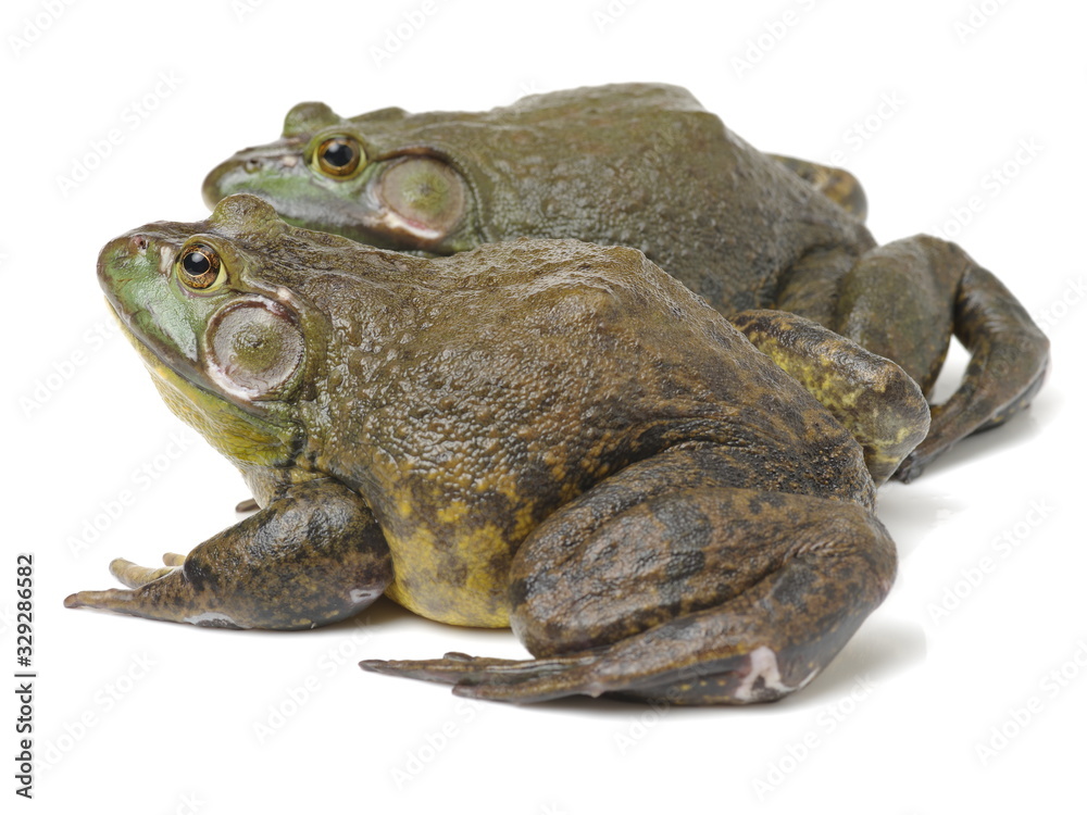 Bullfrog, Rana catesbeiana, against white background, studio shot Stock ...