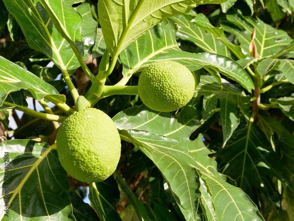 Macrophoto sur le fruit de l'arbre à pain en Guadeloupe Stock Photo ...