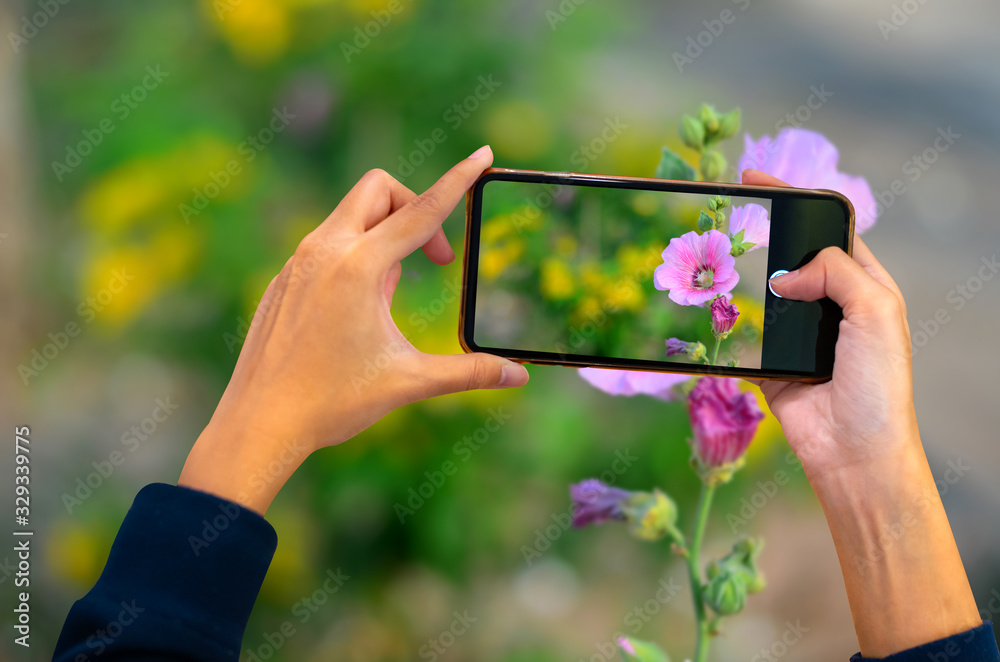 Hand holding mobile phone and take a photo colorful flowers on blurred ...