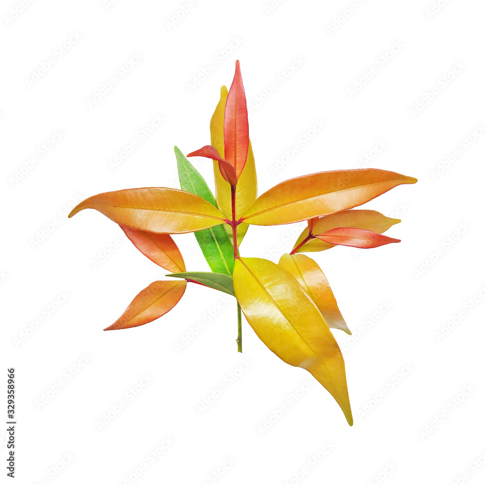 Syzygium oleina, pucuk merah, daun pucuk merah, and Syzygium ...