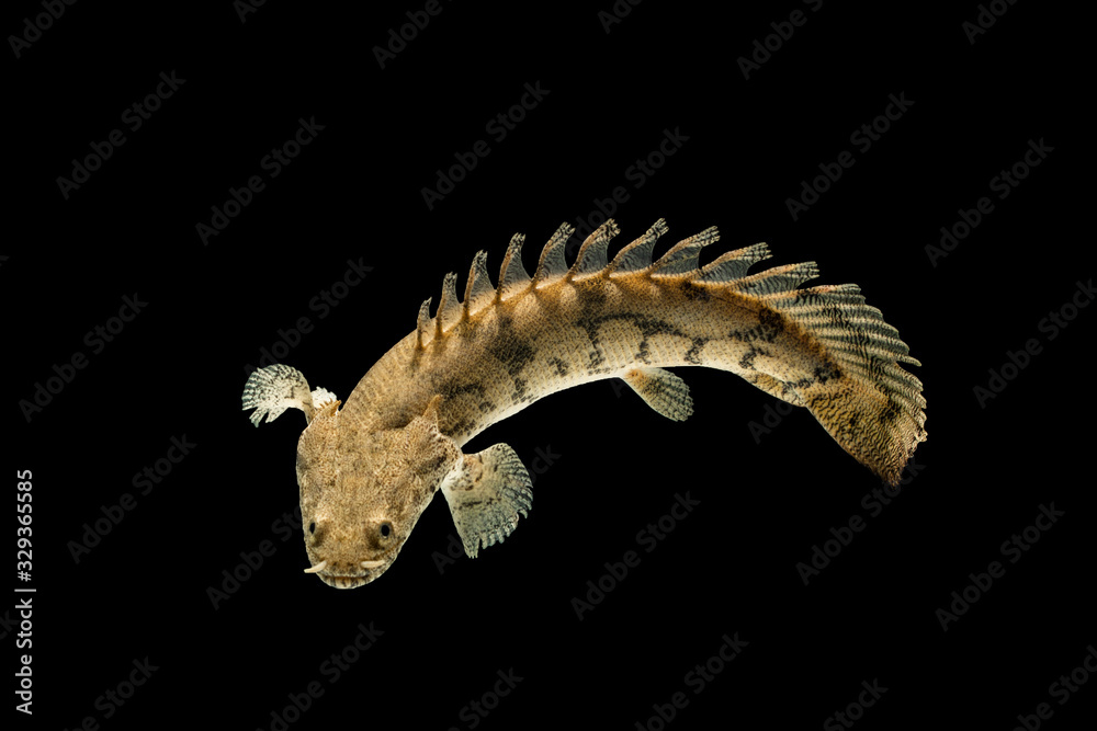 Polypterus endlicheri-Bichir fish, a species of freshwater fish in the ...