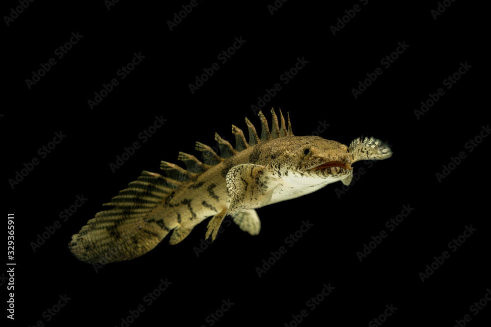 Polypterus endlicheri-Bichir fish, a species of freshwater fish in the ...
