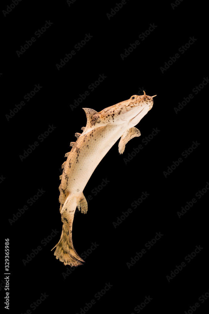 Polypterus endlicheri-Bichir fish, a species of freshwater fish in the ...