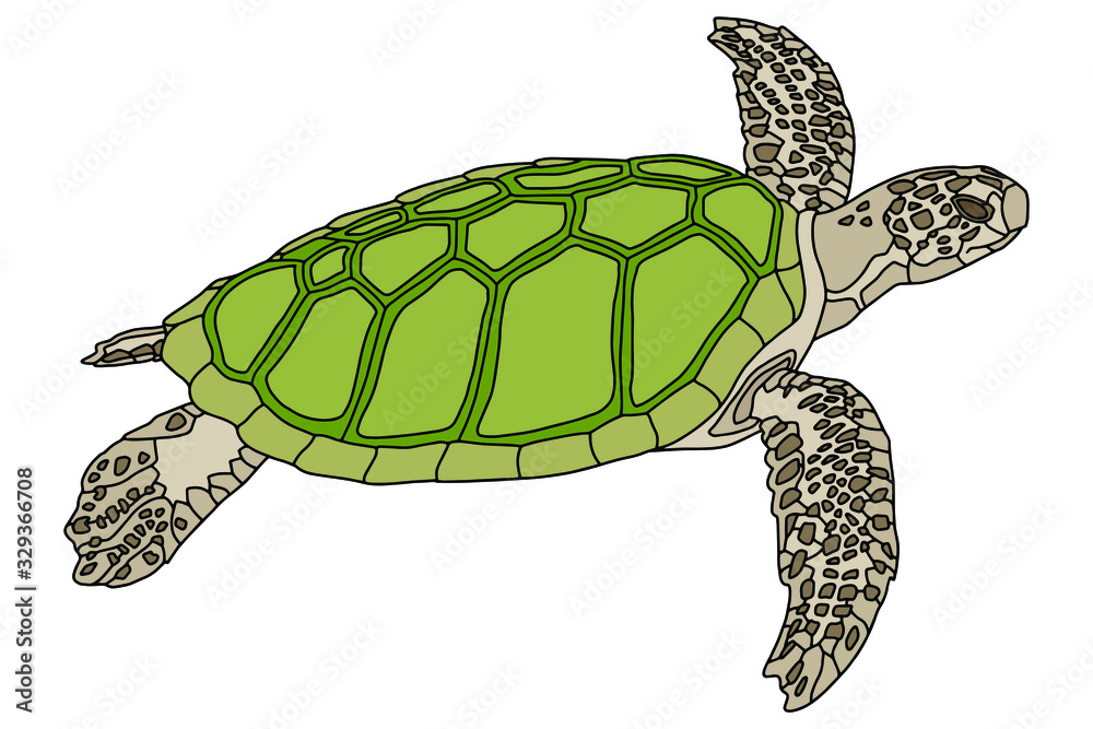 Vector illustration. Realistic design. Sea turtle with green shell ...
