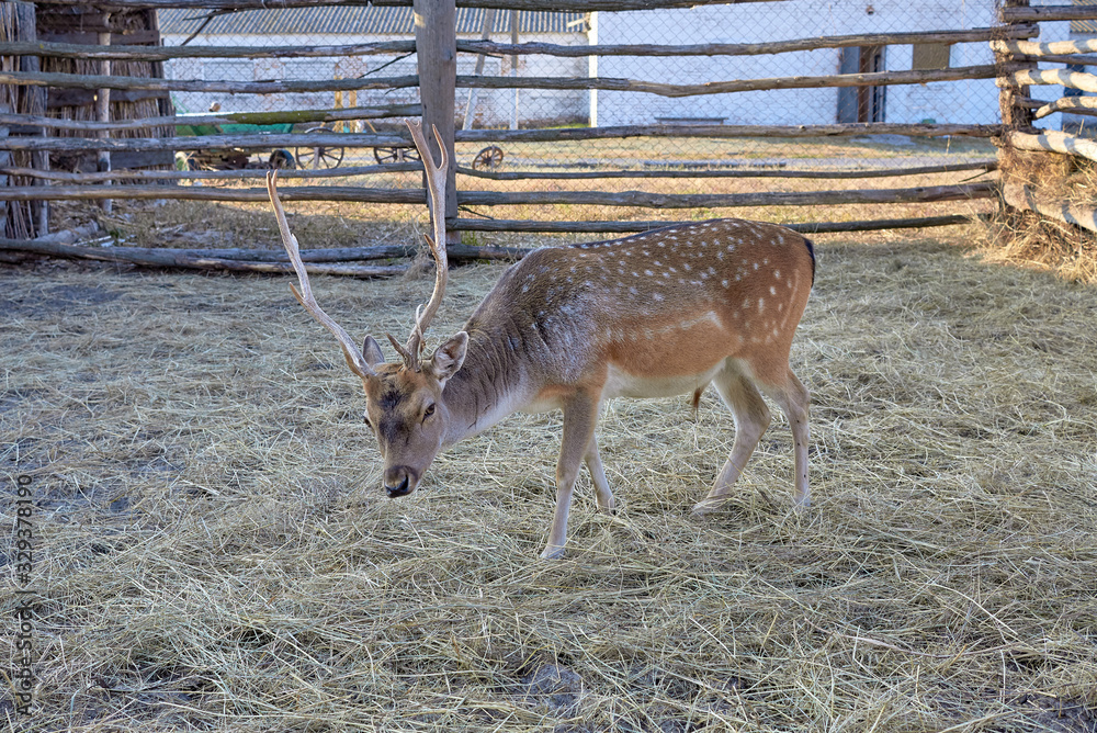 Deer on the farm. A young deer walks in the corral. Farm with animals ...
