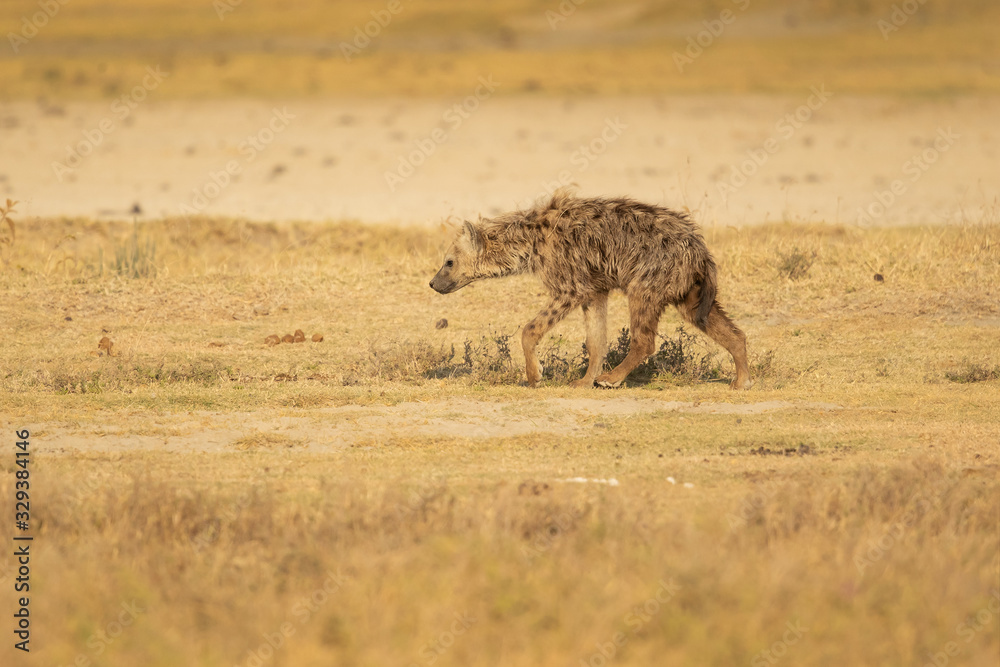 Poster Spotted hyena (Crocuta crocuta), also known as the laughing ...