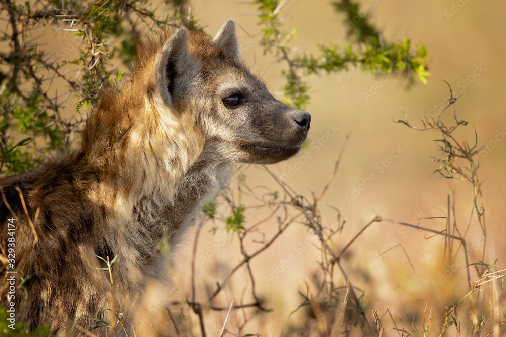 Spotted hyena (Crocuta crocuta), also known as the laughing hyena is a ...