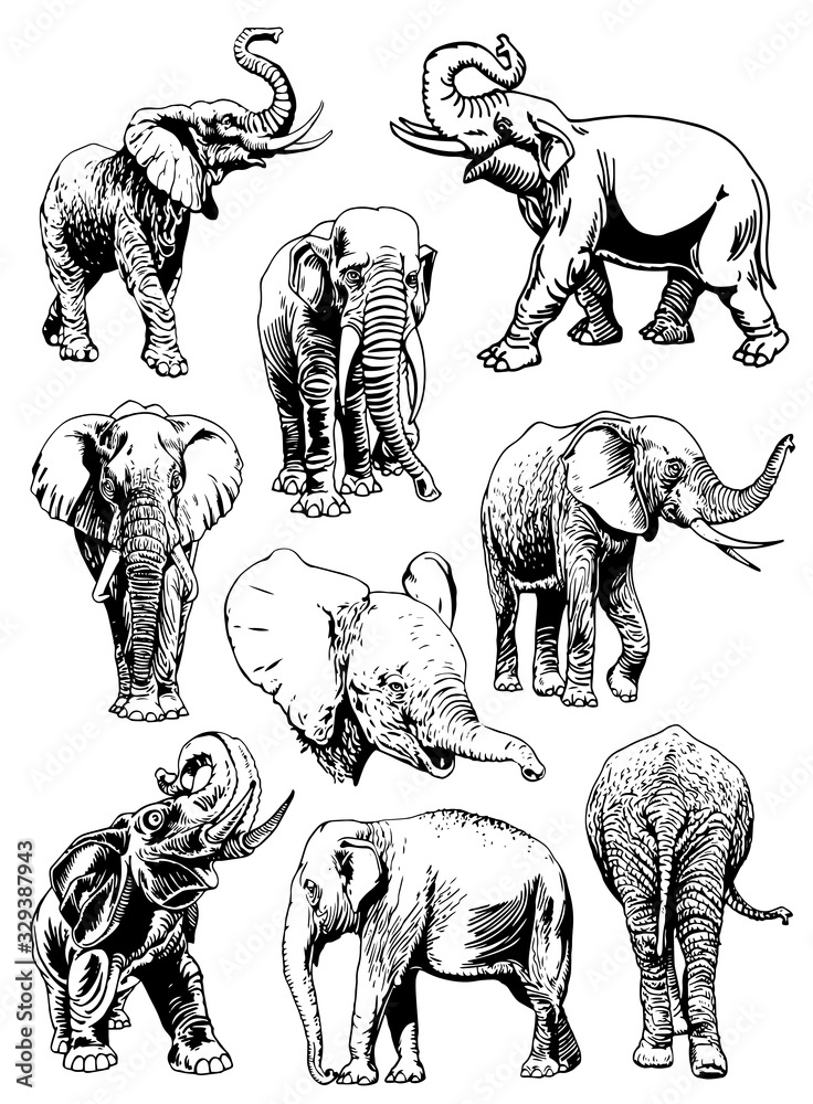 Graphical set of elephants isolated on white background, vector ...