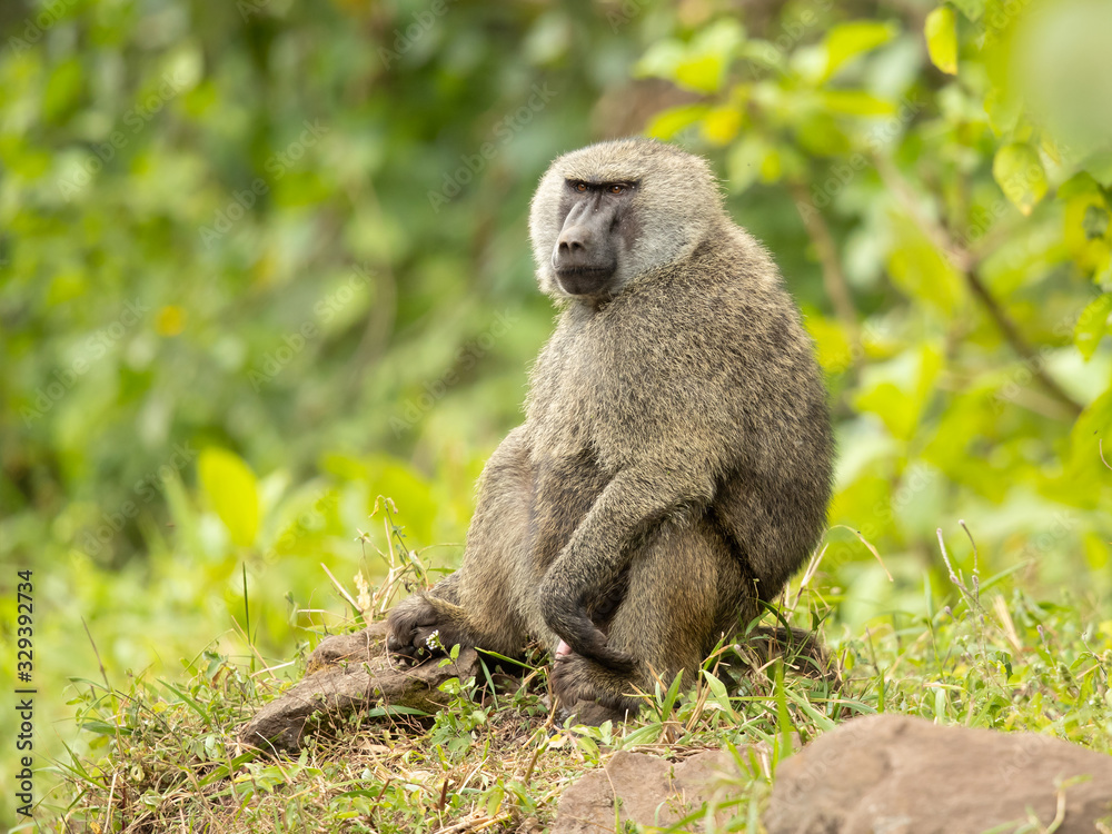 Foto de Olive baboon (Papio anubis), also called the Anubis baboon, is ...