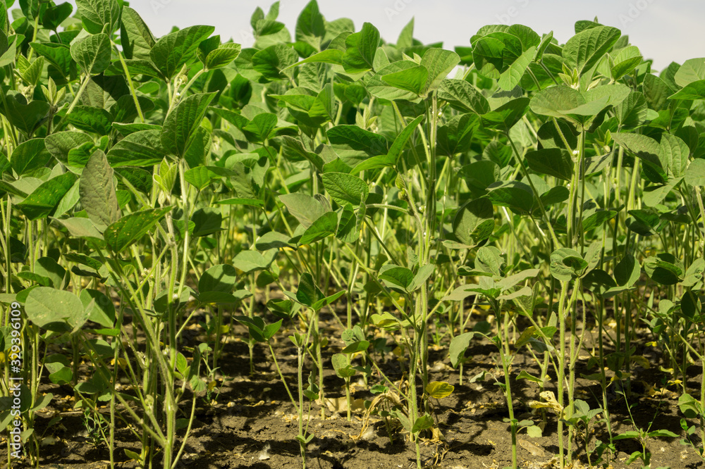 Soybean field with rows of soya bean plants in dark wet soil.Part of a ...