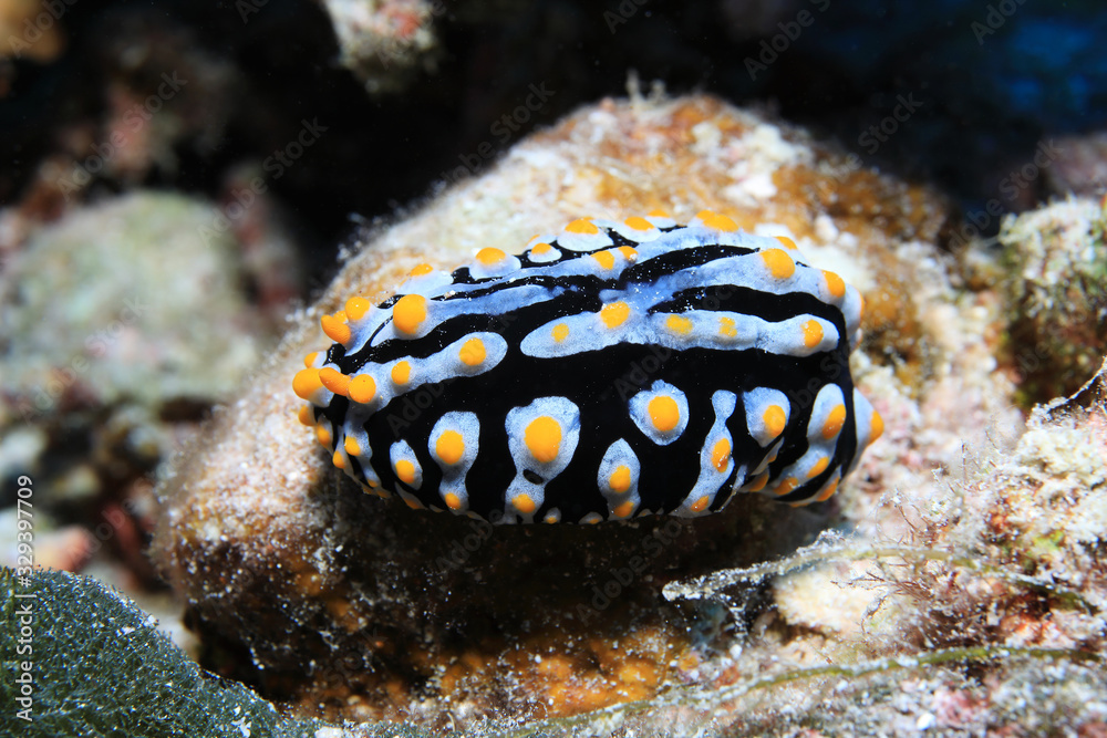 Colorful Sea Slugs