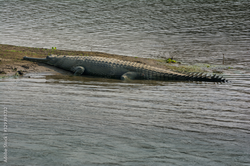 Indian gharial (Gavialis gangeticus), a fish-eating crocodile is ...