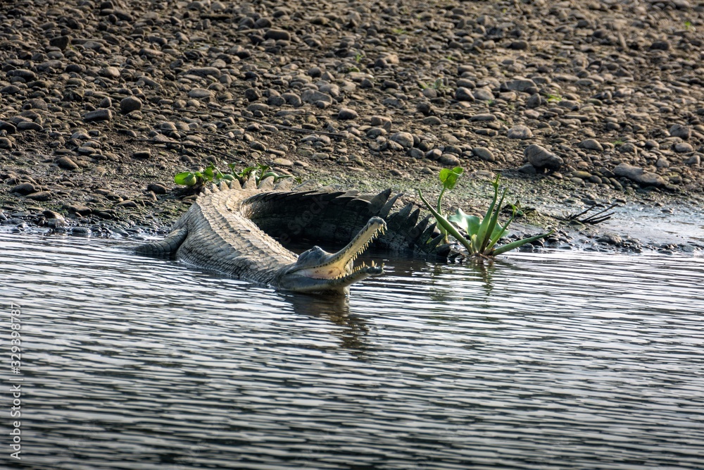 Indian gharial (Gavialis gangeticus), a fish-eating crocodile is ...