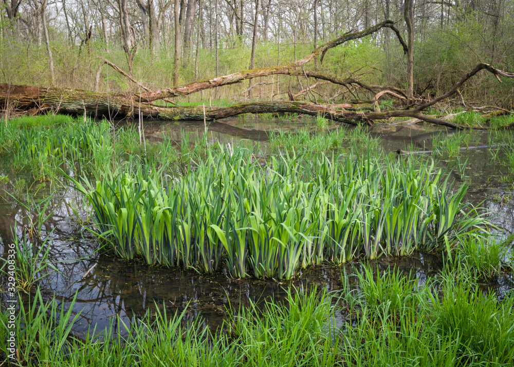 Heavy spring rains and vernal pools create habitat for reptiles ...