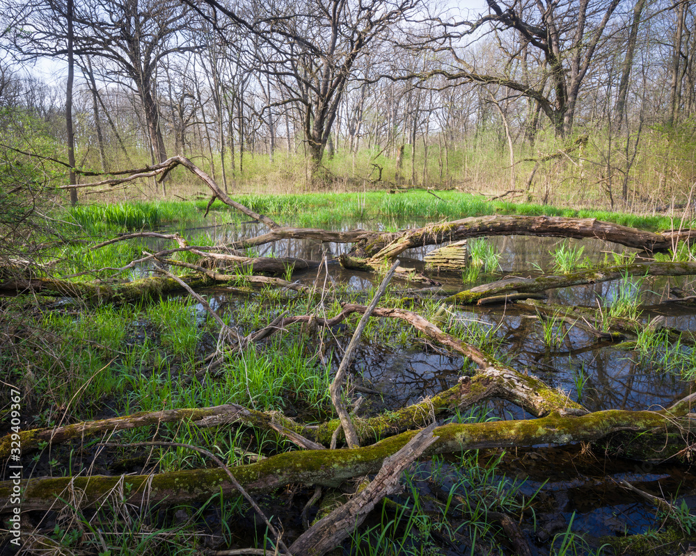 Heavy spring rains and vernal pools create habitat for reptiles ...
