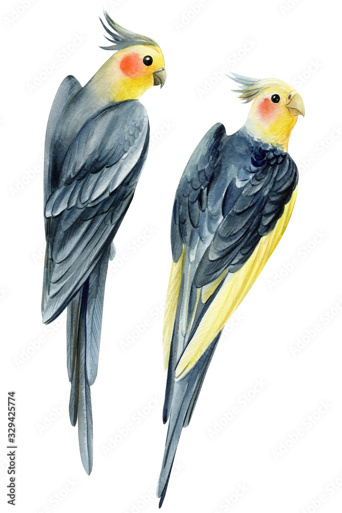 Tropical bird, Corella parrot on a white isolated background ...