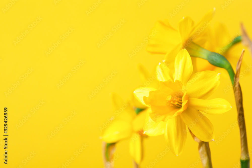 Yellow daffodil on yellow background. Conceptual background with ...