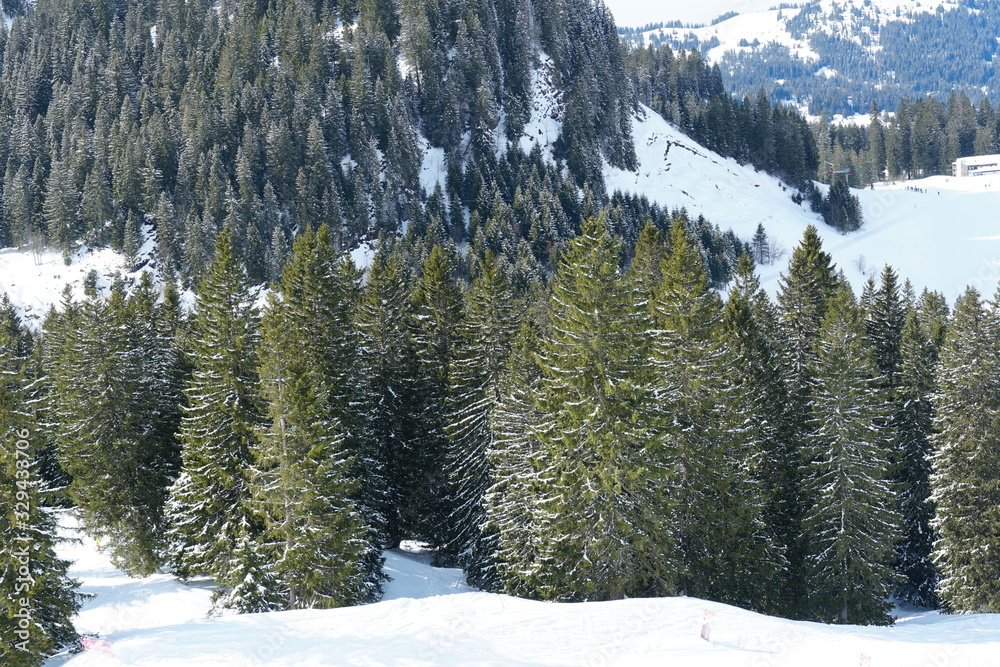 Alp slopes covered by coniferous tree in ski resort Hoch Ybrig in ...