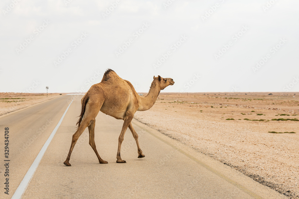 Funny camel crossing the road in desert Stock Photo | Adobe Stock