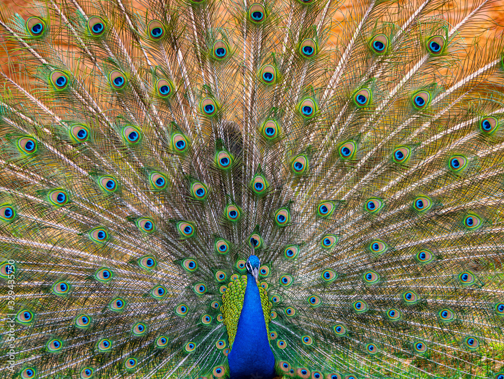 Beautiful Display of Train of Feathers On An Indian Peafowl Stock Photo ...