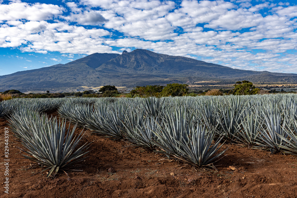 Agave Plantation. Stock Photo | Adobe Stock