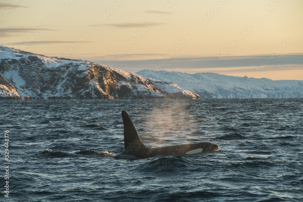 northern norway male orca/killer whale breaching and breathing in ...