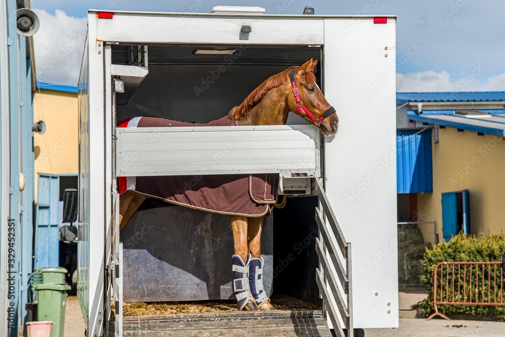 horse vehicle . Carriage for horses . Auto trailer for transportation of horses . transportation ...