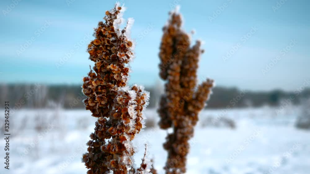 Close-up Tares Hoarfrosted Weed Plants Covered with Rime Ice and Snow ...
