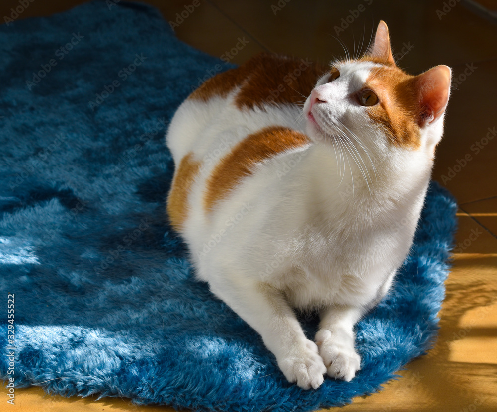 Gato curioso Stock Photo | Adobe Stock