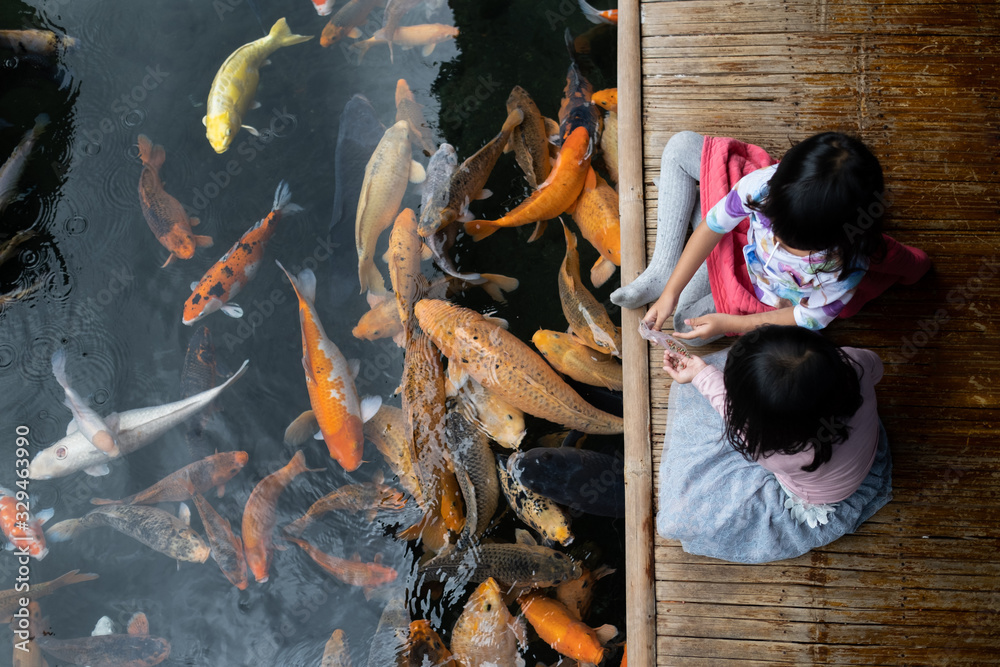 top view of two little girls having fun feeding koi fish by the pond ...