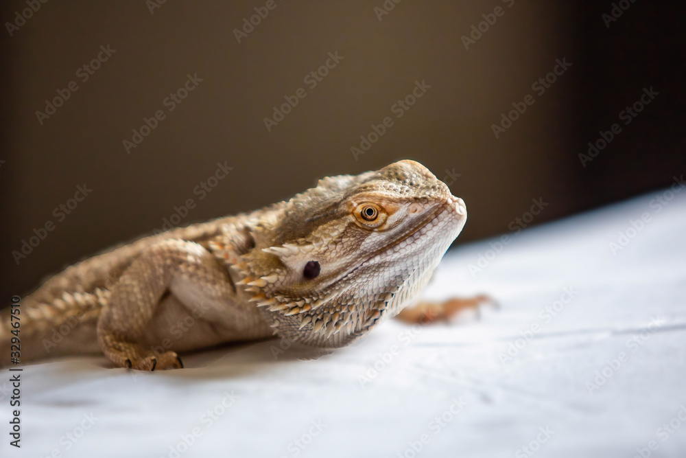 Cute Bearded Dragon