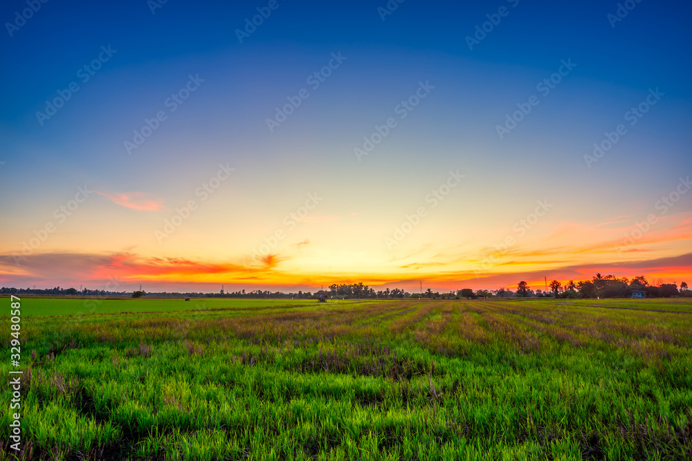 Beautiful green field cornfield or corn in Asia country agriculture ...