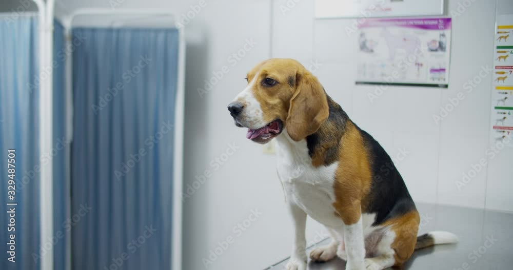 Beagle dog at a consultation with a veterinarian. Portrait of a beagle ...